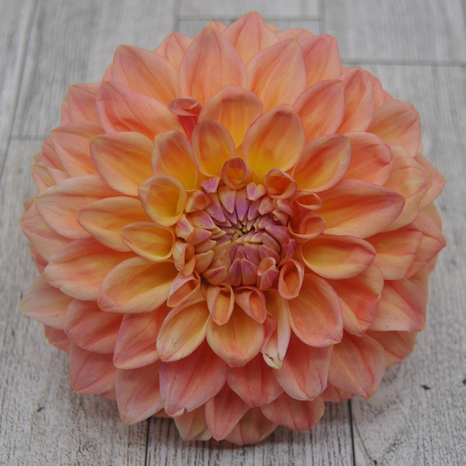 Bloomquist Alan – Farmgirl Dahlias