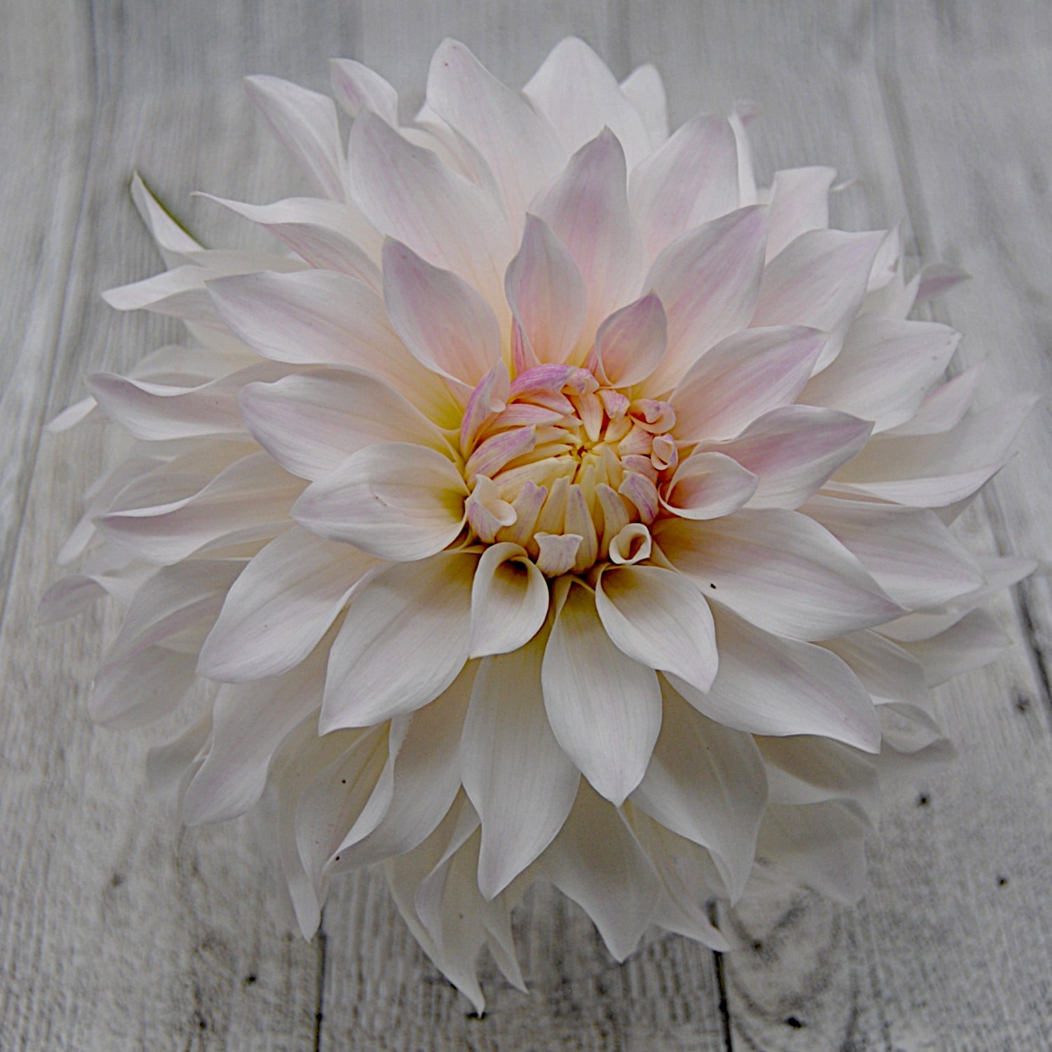 Bloomquist Compare – Farmgirl Dahlias