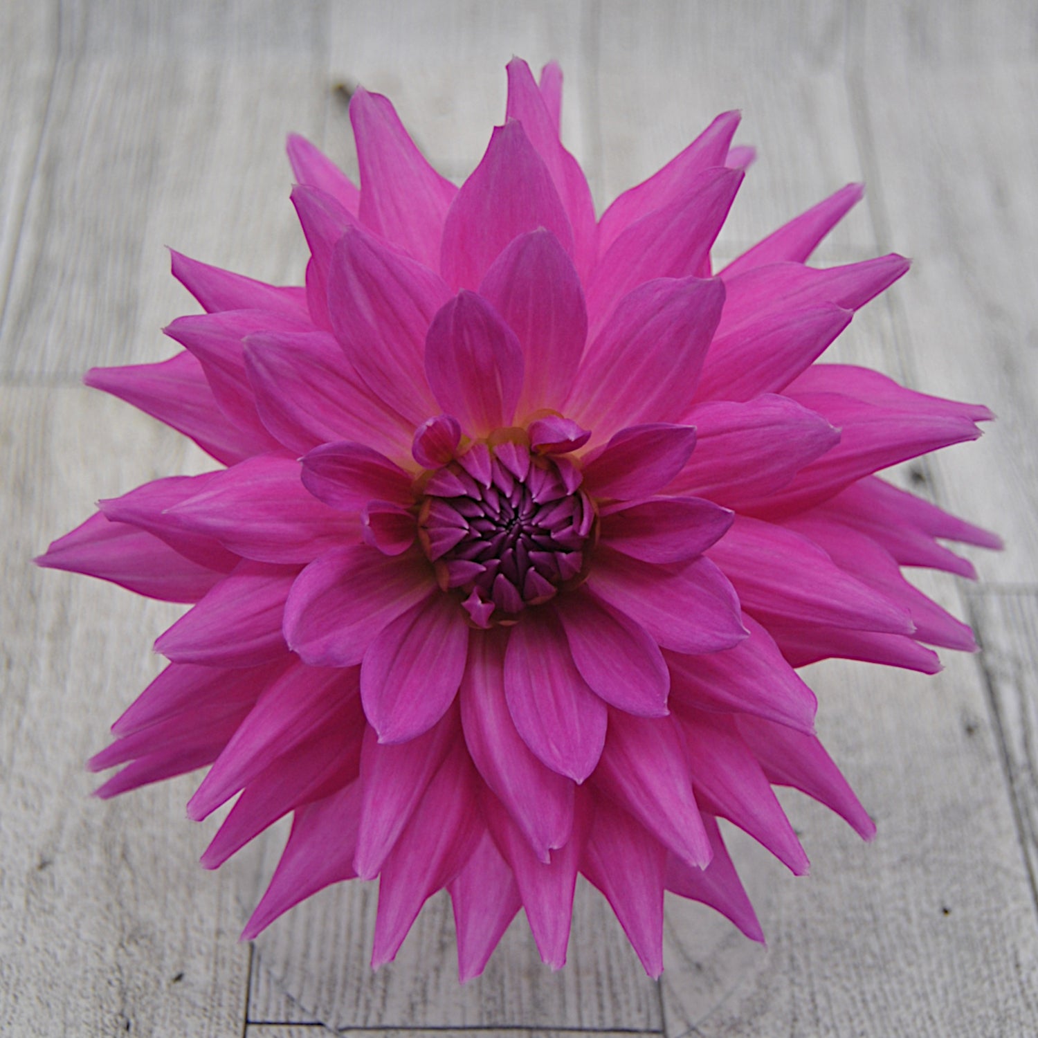 Bloomquist Laura – Farmgirl Dahlias