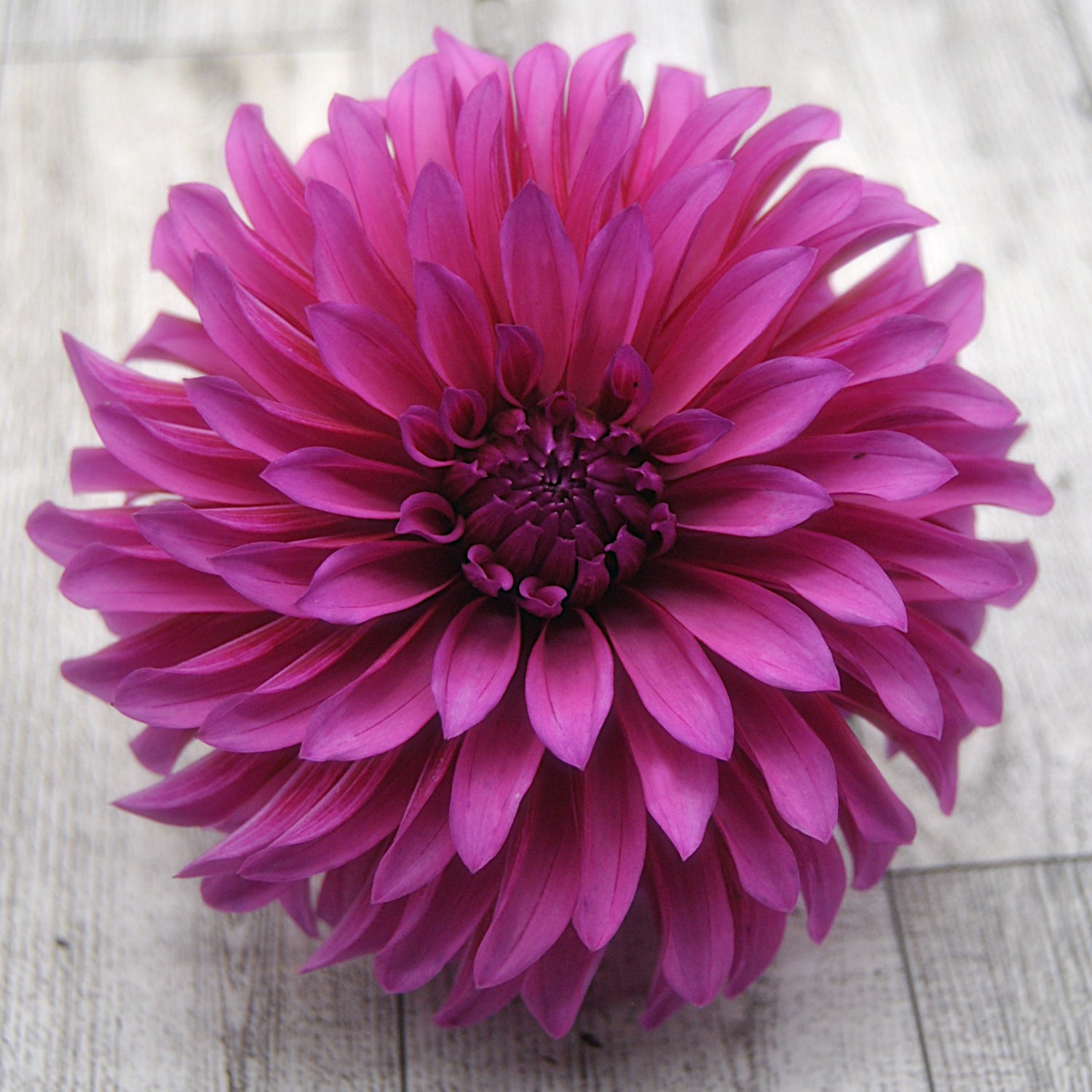 Bloomquist Pinwheel – Farmgirl Dahlias
