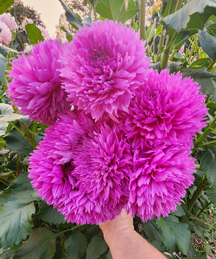 Frizzy Lizzy – Farmgirl Dahlias