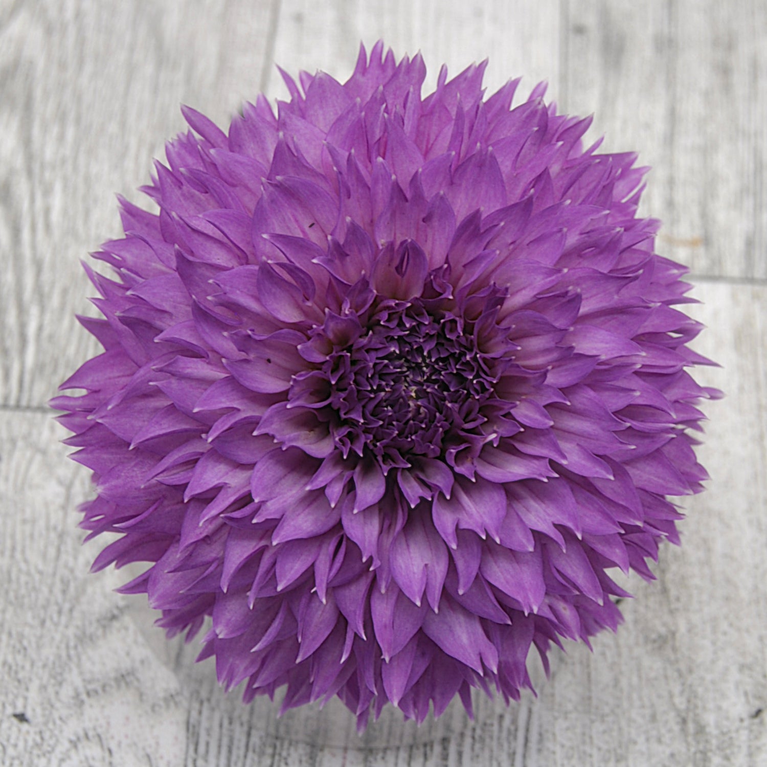 Frizzy Lizzy – Farmgirl Dahlias