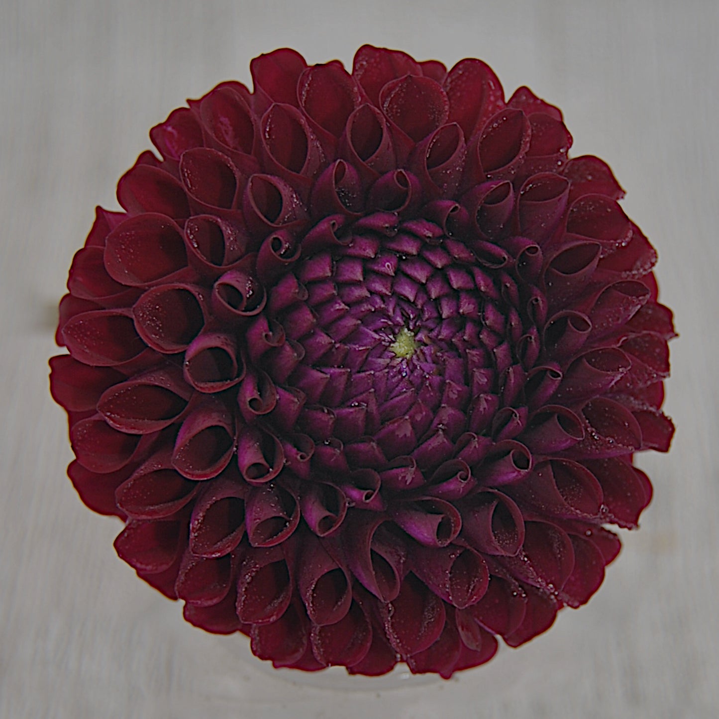 Skipley Snoho Bill – Farmgirl Dahlias